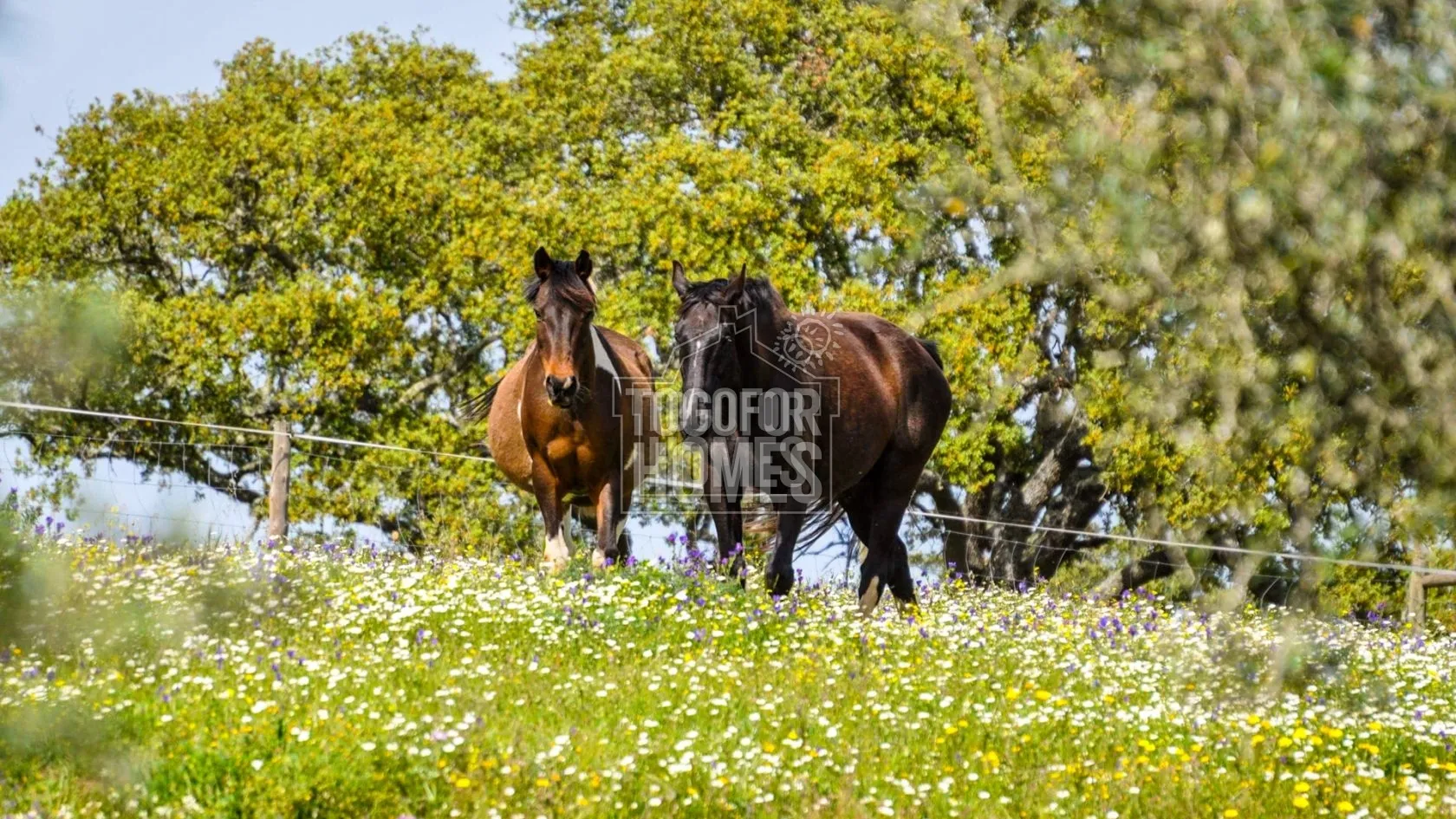 Qual é o custo de um complexo equestre em uma propriedade na península ...