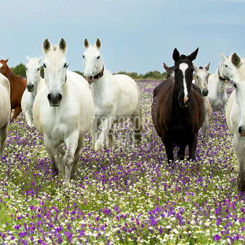 Why consider an investment in an agricultural estate with paddocks and ...